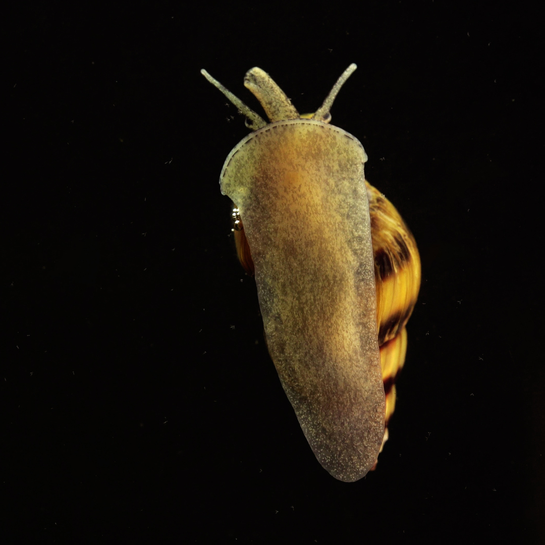 Assassin Snails: The Perfect Solution to Your Pest Snail Problem ...