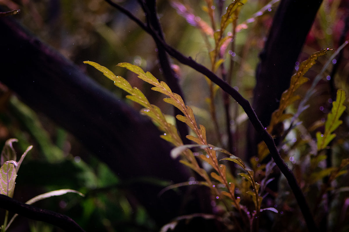 Rare Plants – Aquarium Roots