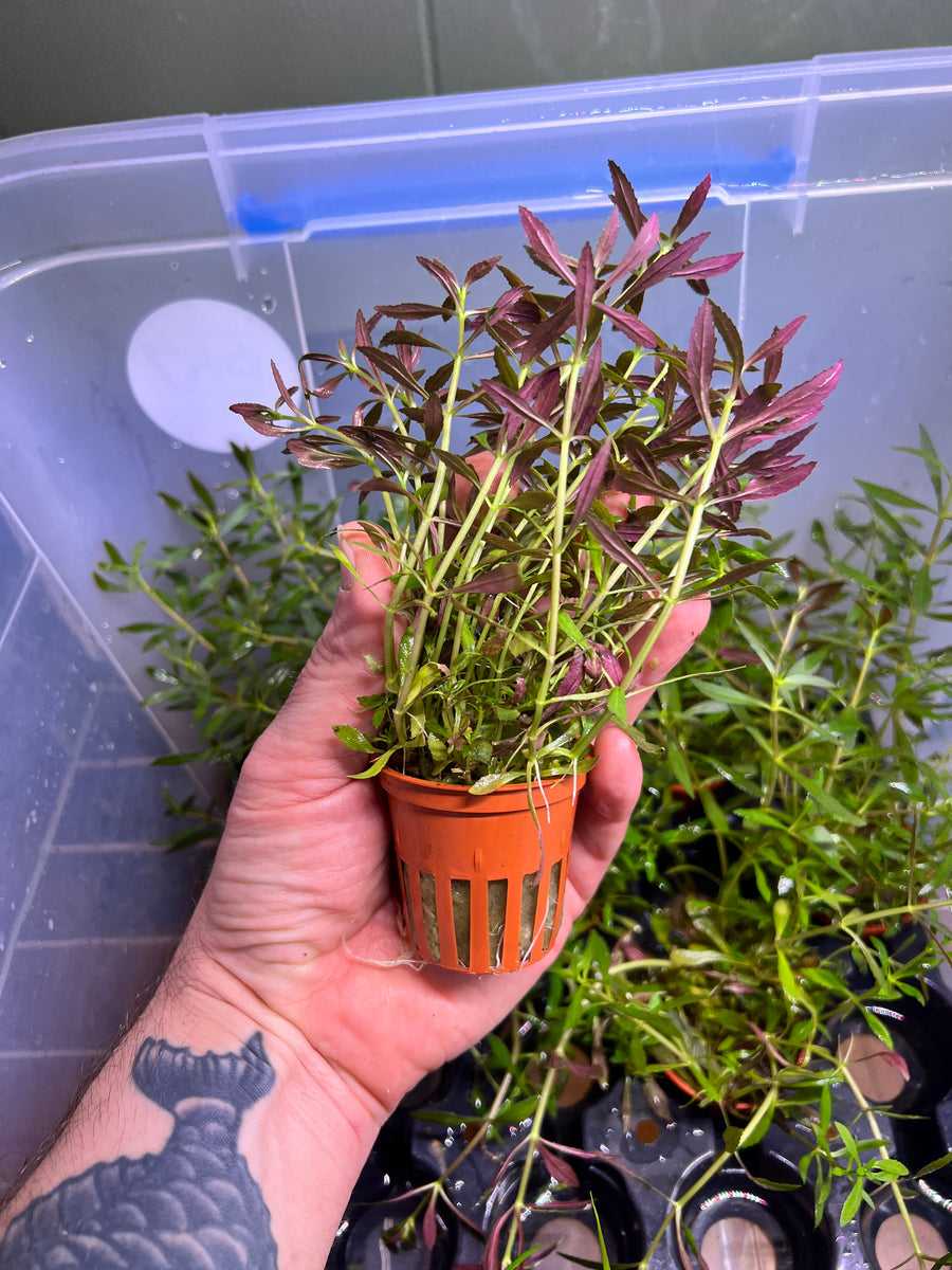 Aquarium Roots Plants