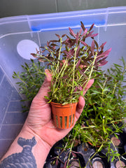 Aquarium Plant Boutique – Aquarium Roots