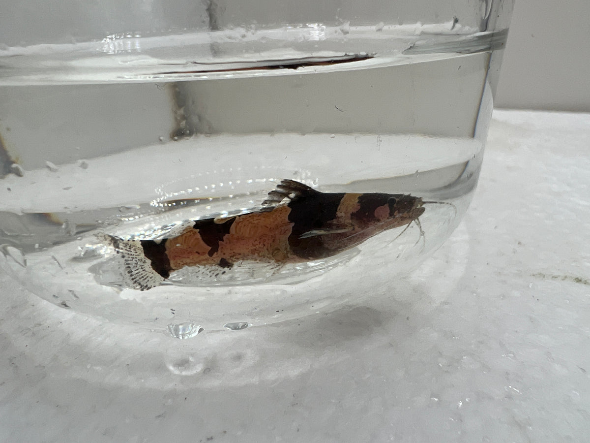 Dwarf Bumblebee Catfish (Microglanis iheringi) TANK RAISED – Aquarium Roots