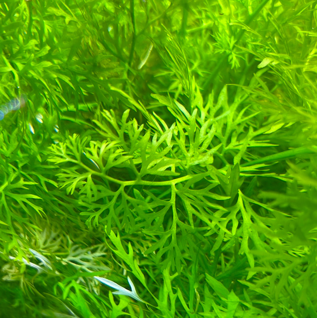 Water Sprite – Aquarium Roots