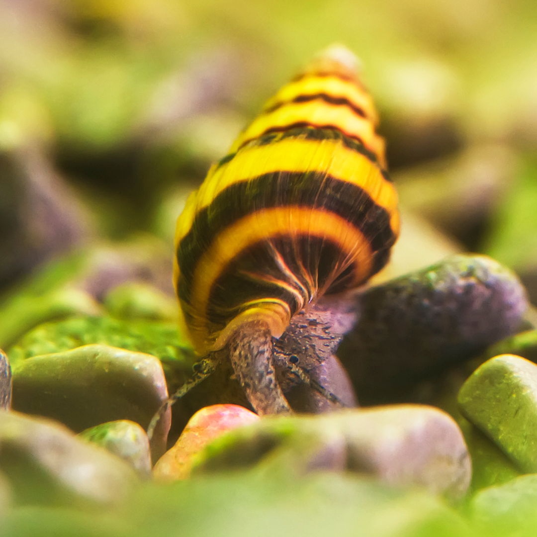 Assassin Snails (Anentome helena) – Aquarium Roots